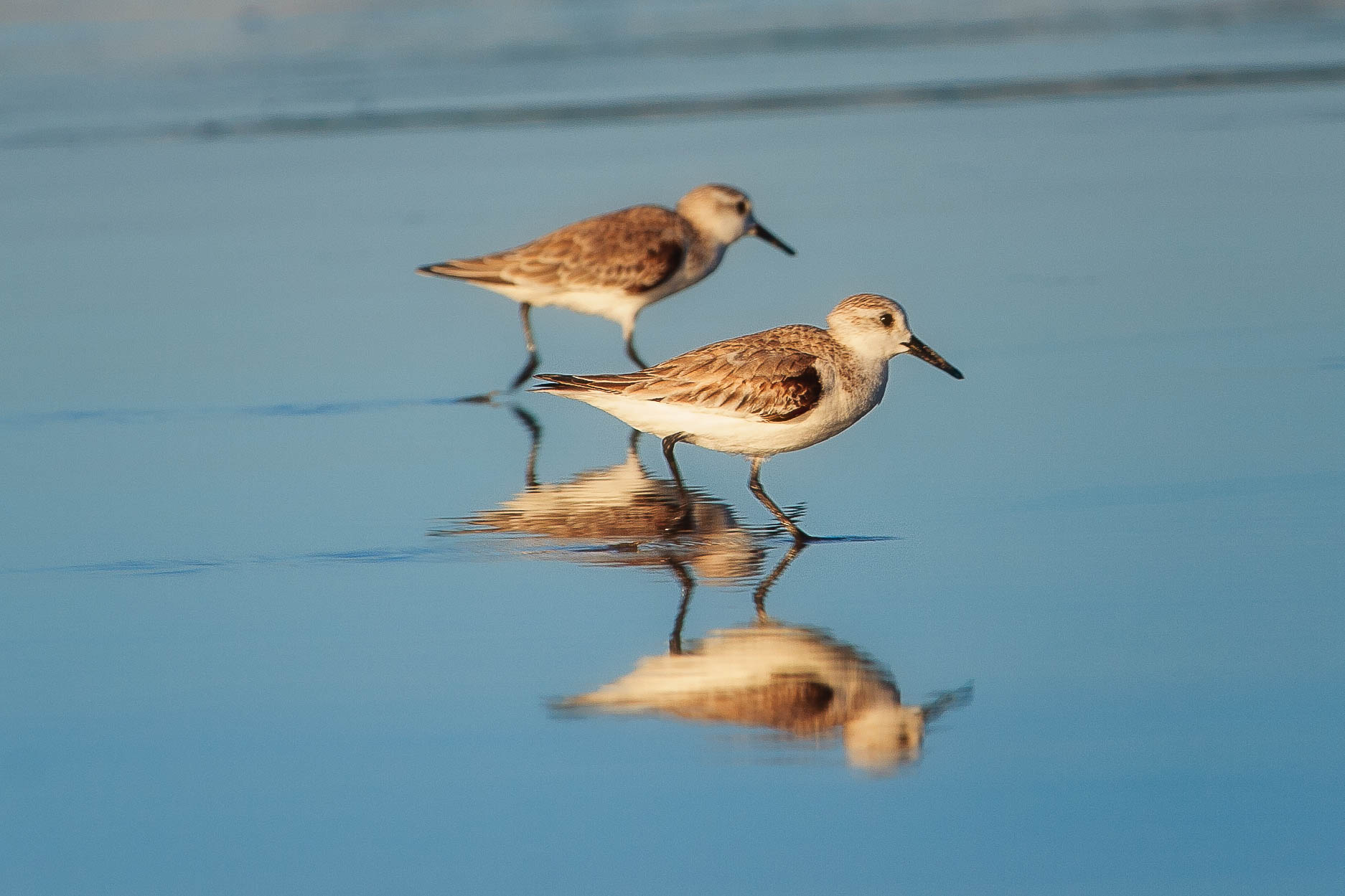 Seabirds at the beach