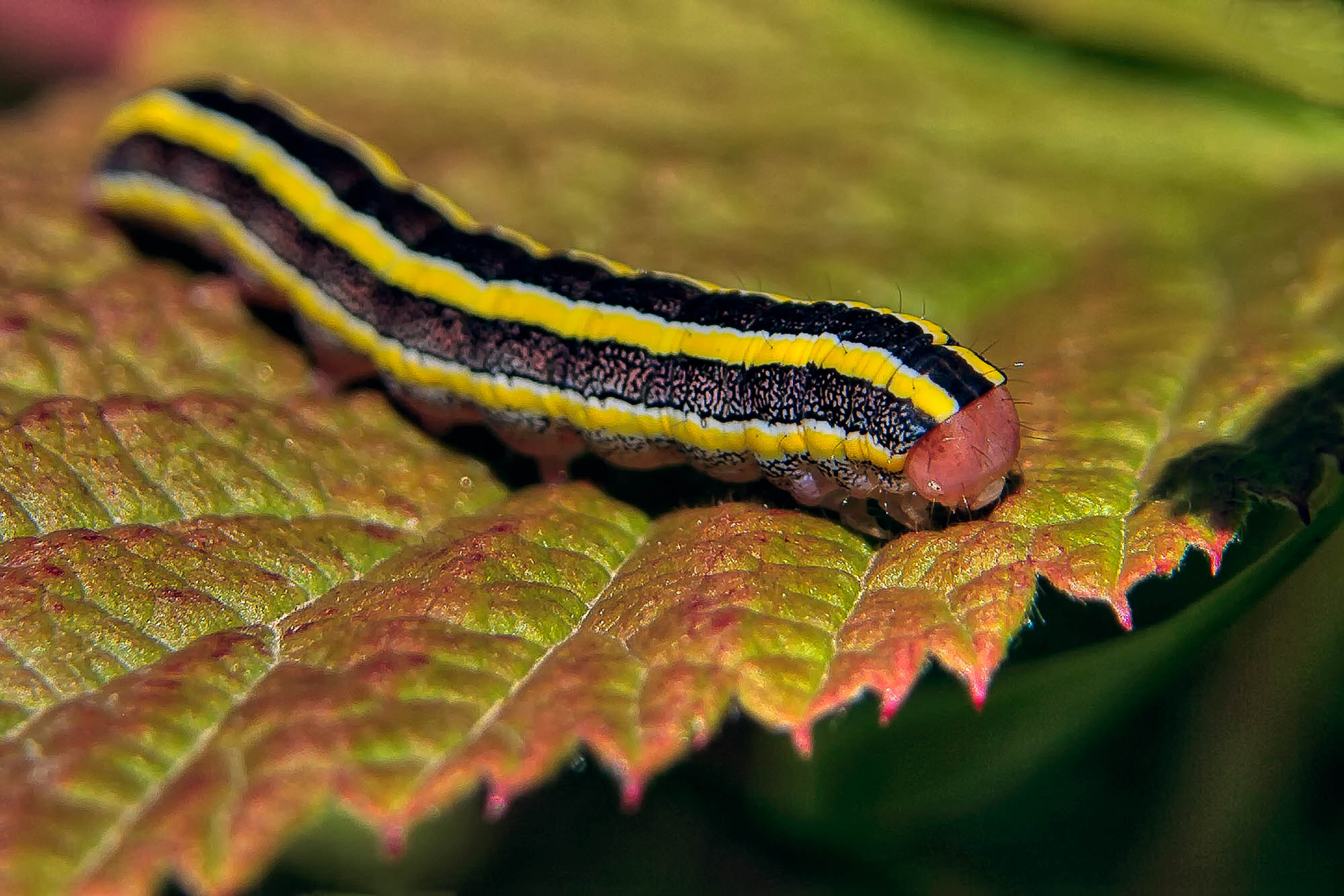 Colorful caterpillar